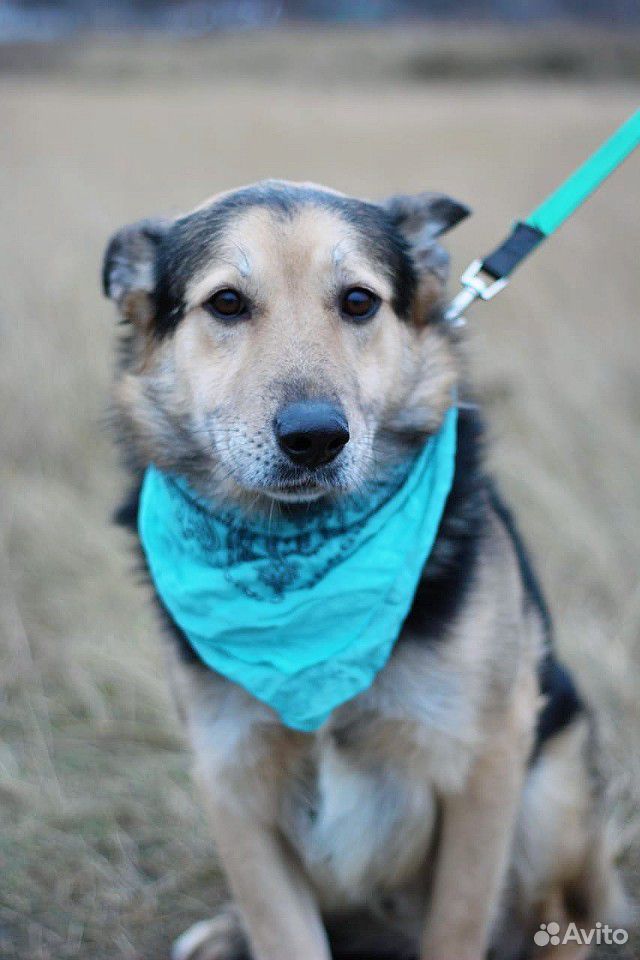 Собака в дар, в добрые руки