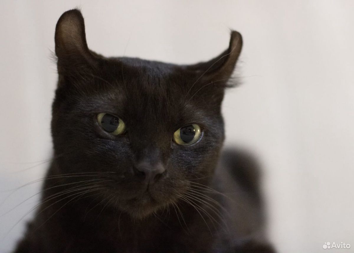 Кошка породы Американский керл