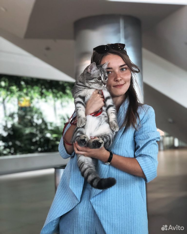 Вязка Скоттиш Страйт Шотландец