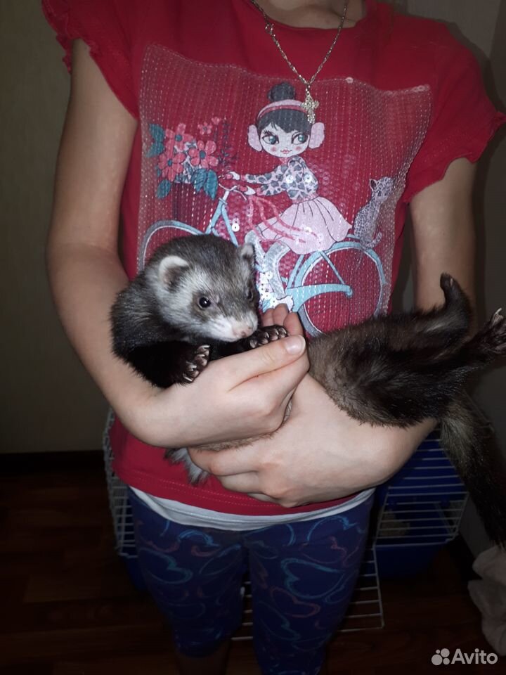 Продам хорька