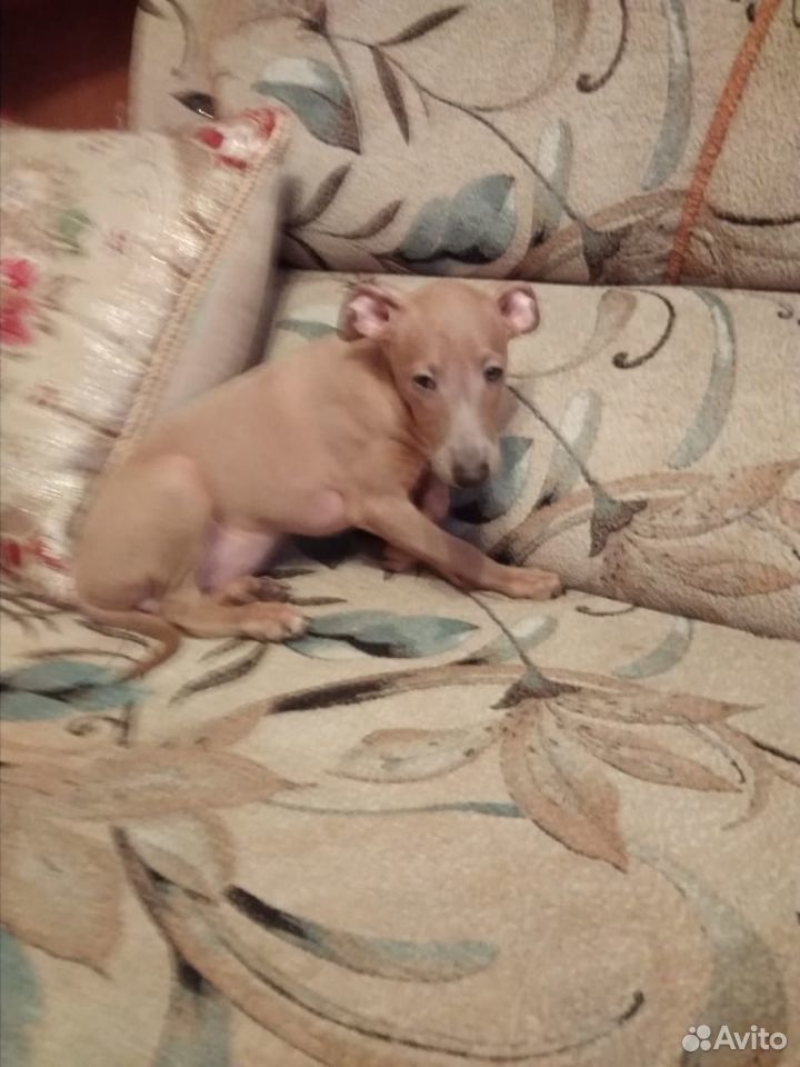 Продаются щенки Левретки