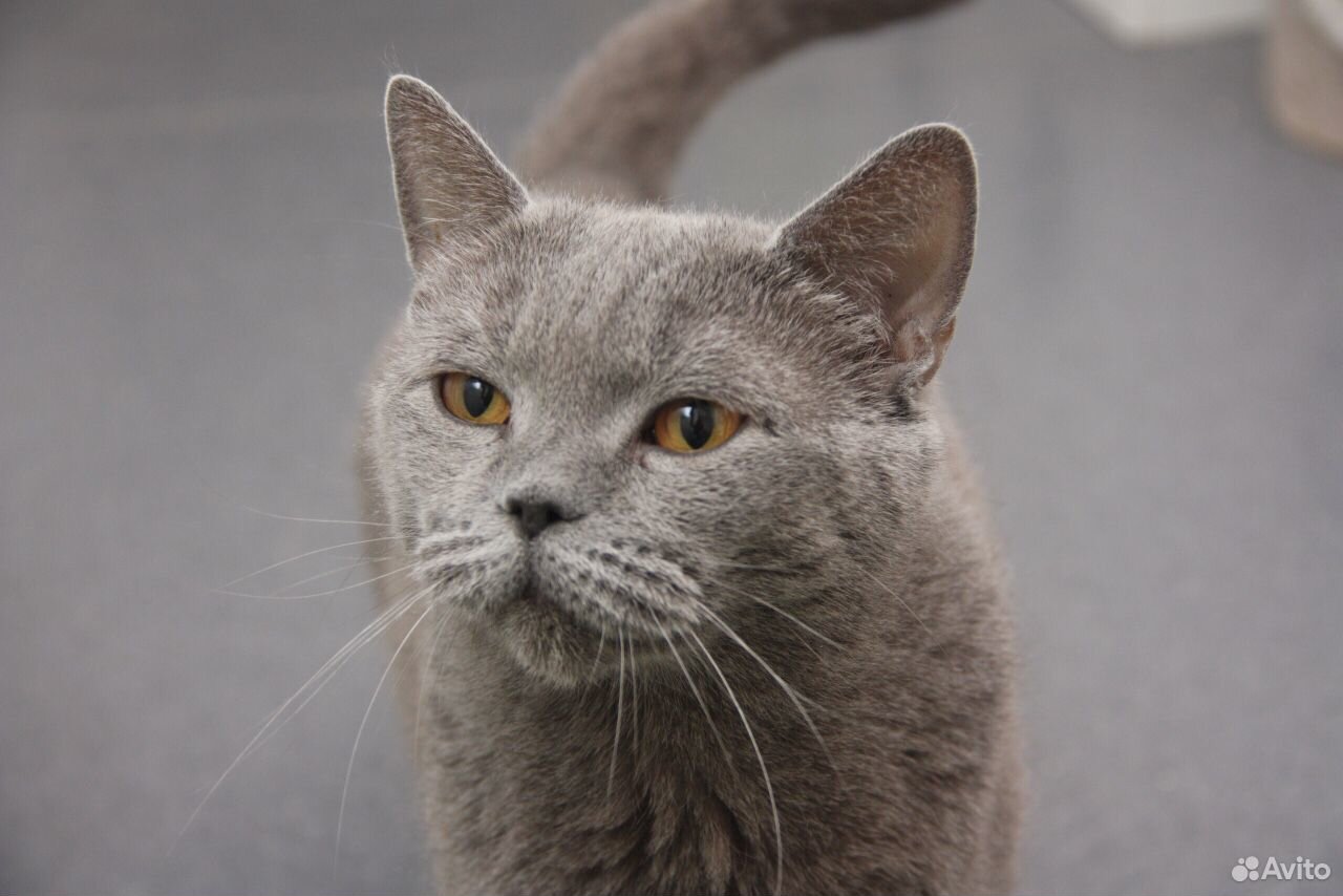 Бриташа ищет Дом