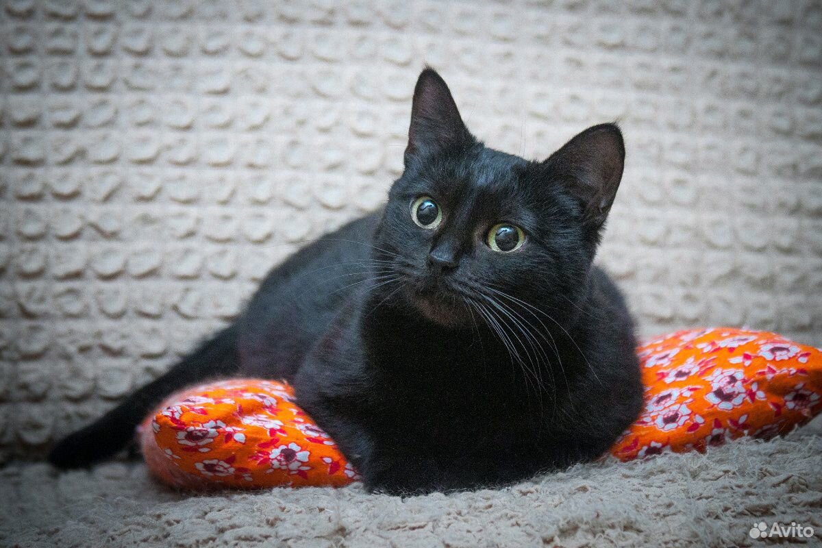 Черная ласковая кошка Багира