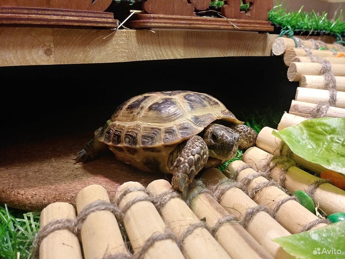 Сухопутная черепаха