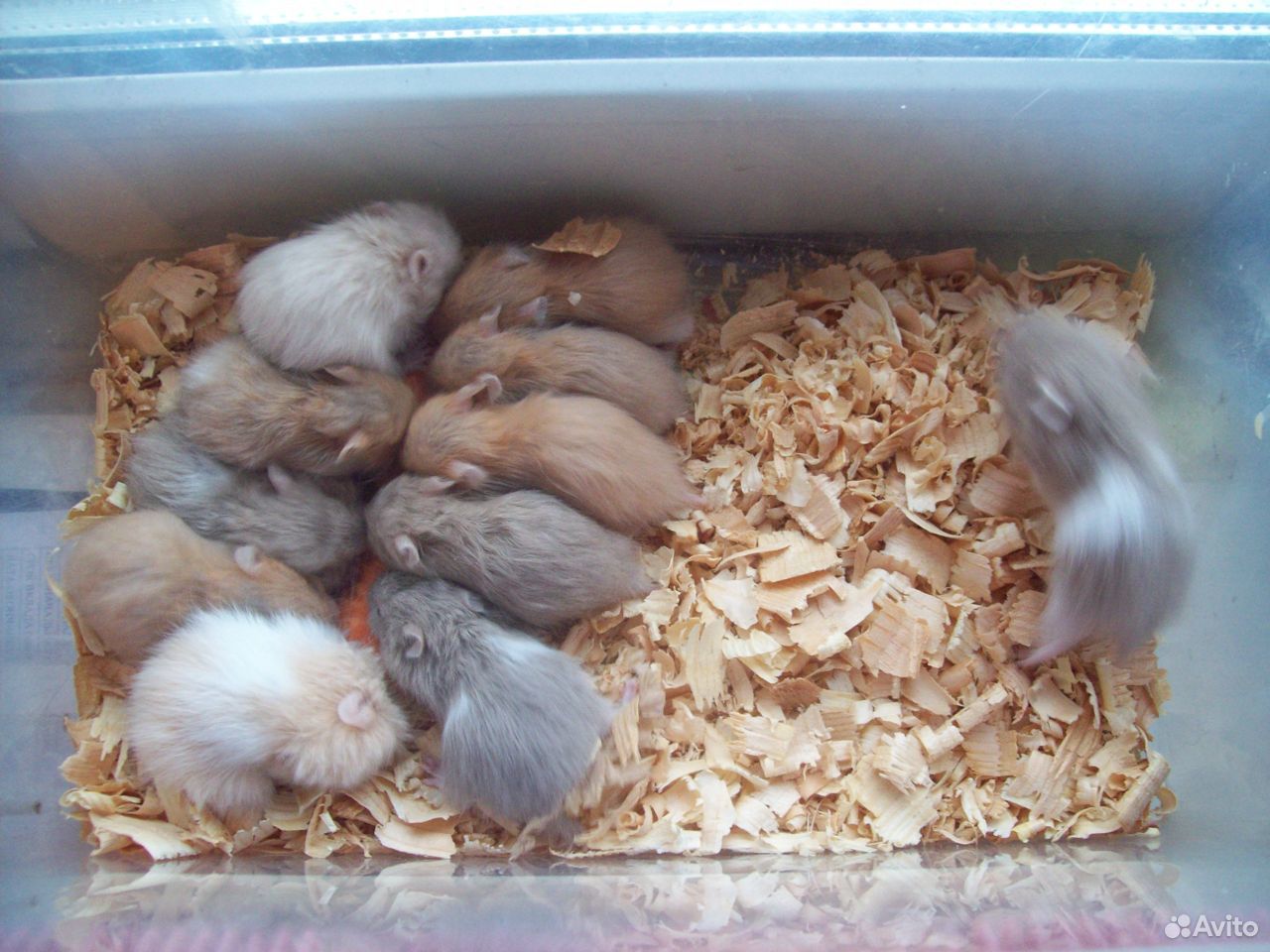 Сирийские пушистые мохнатые и гладкие хомяки