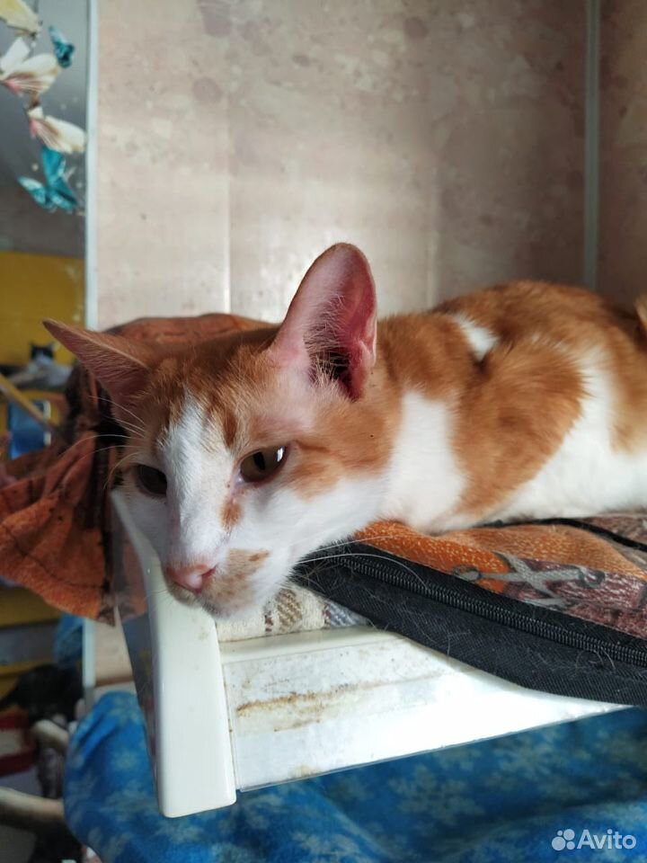 Котик в добрые руки