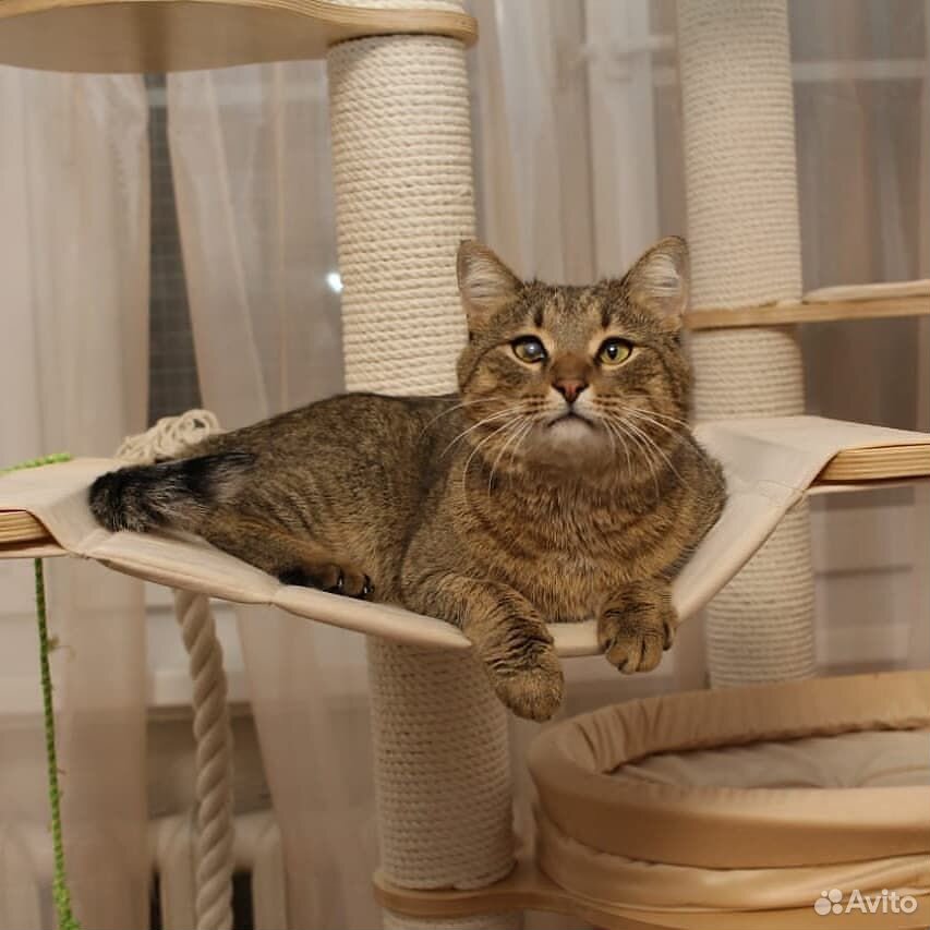 Котик Тимоша