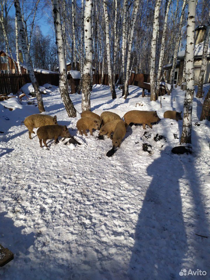 Поросята венгерской мангалицы