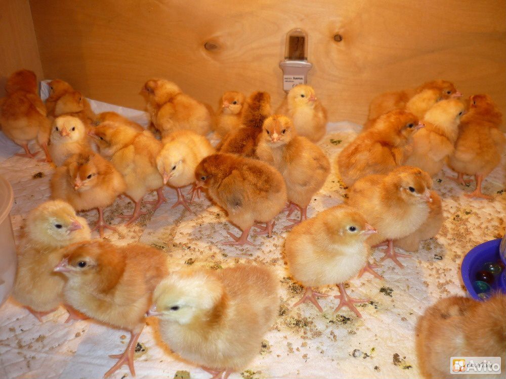 Цветной бройлер 1 месяц +