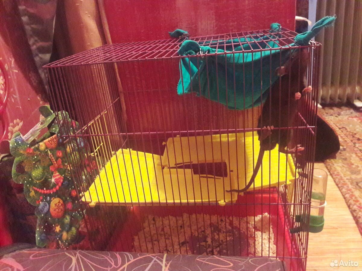 Клетка и крыса