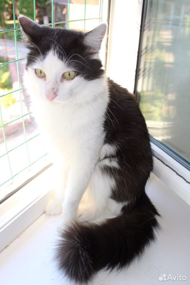 Кот Альберт в добрые руки