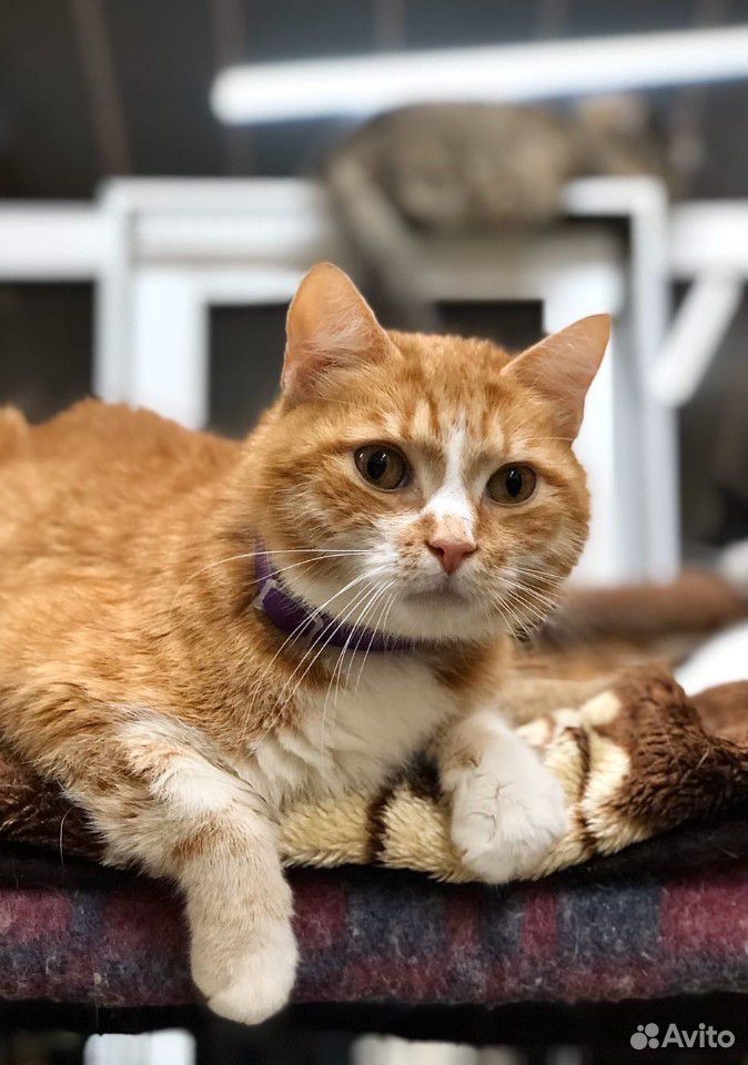 Ласковый рыжик Гранулов 1год