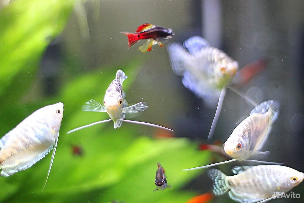 Перламутровые гурами самец и самочка