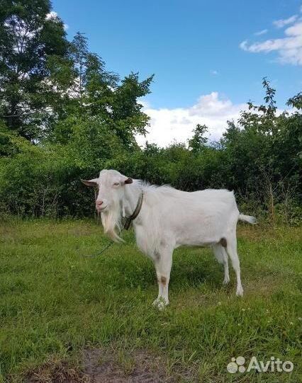 Козёл заненский