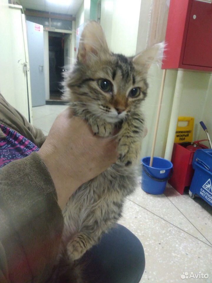 Отдам котёнка в добрые руки, приучена к лотку, дев