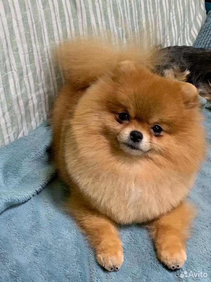 Эксклюзивная супер мини девочка-медвежонок