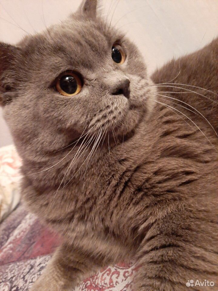 Вязка кота