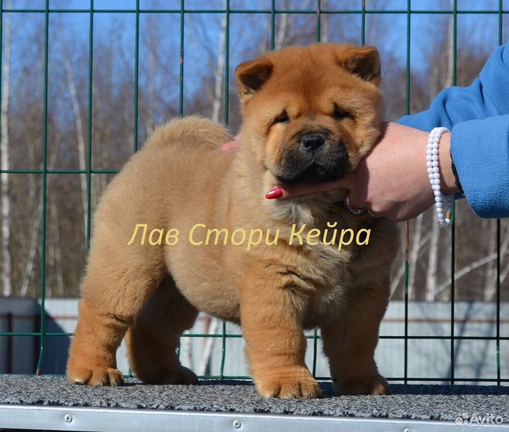 Девочка смуф