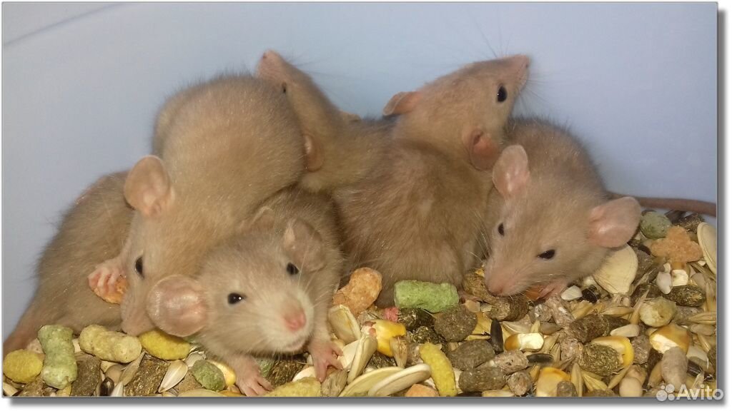 Янтарные крысята Дамбо из питомника