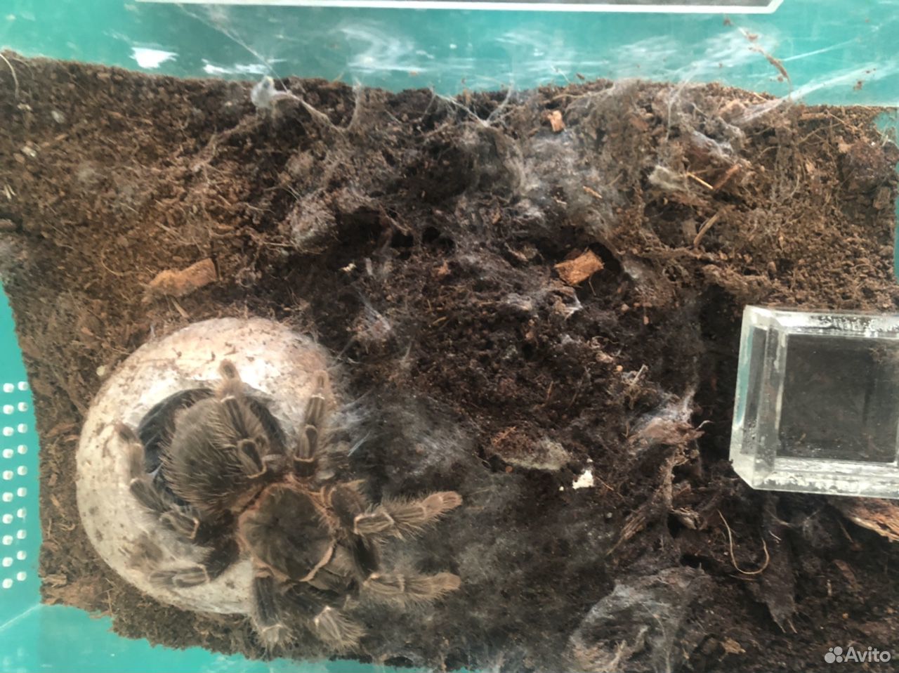 Террариум и паук