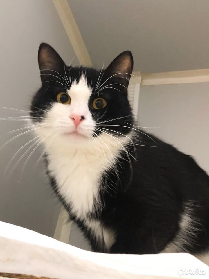 Скромный ласковый красавчик Томас ищет дом