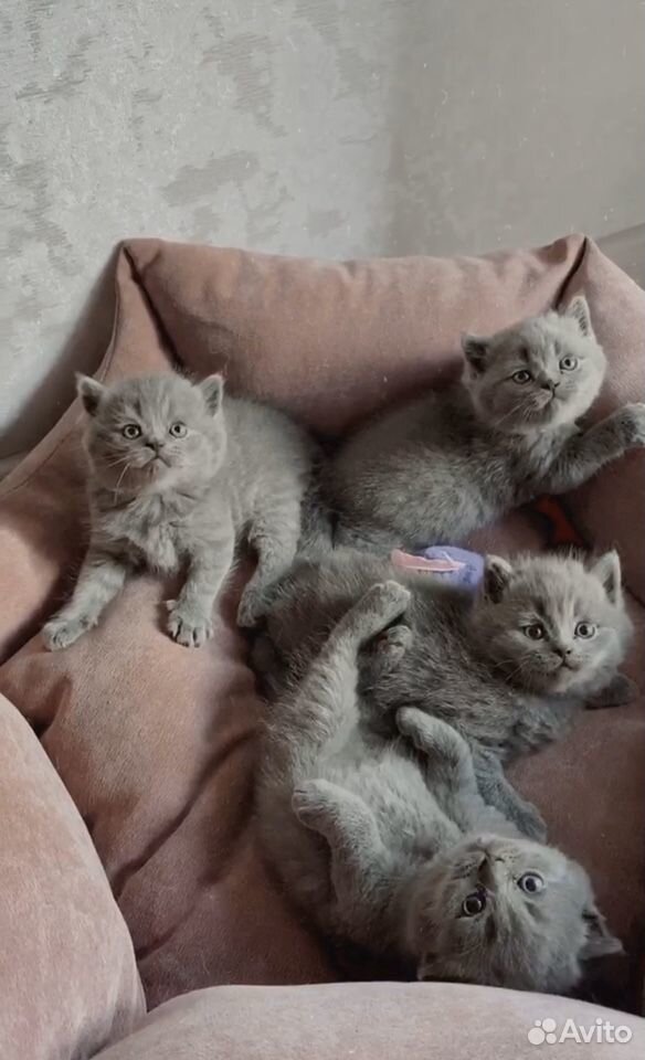 Котята британские