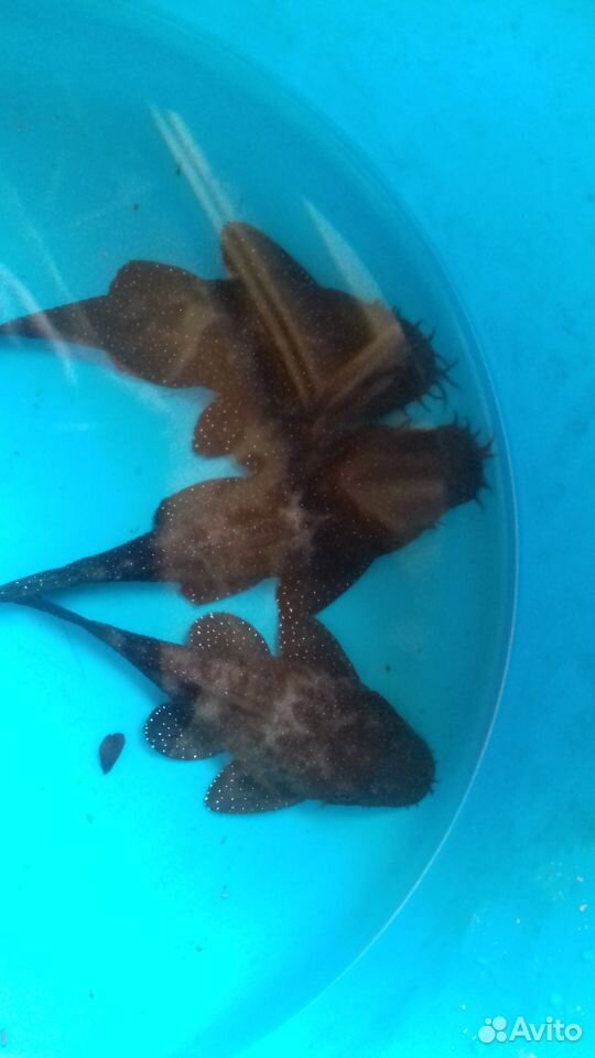 Номединой сом L 181