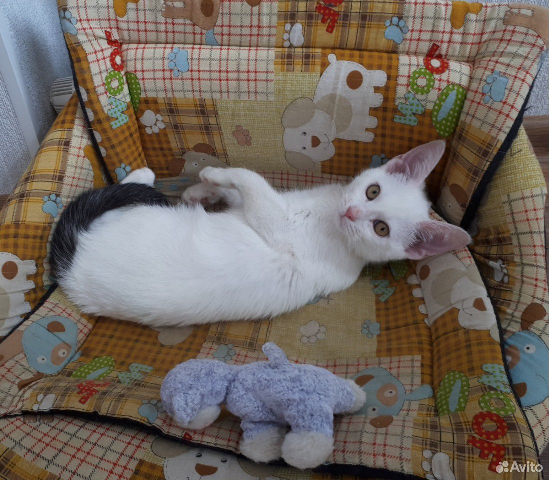 Котенок Стеша, 5мес. ищет дом