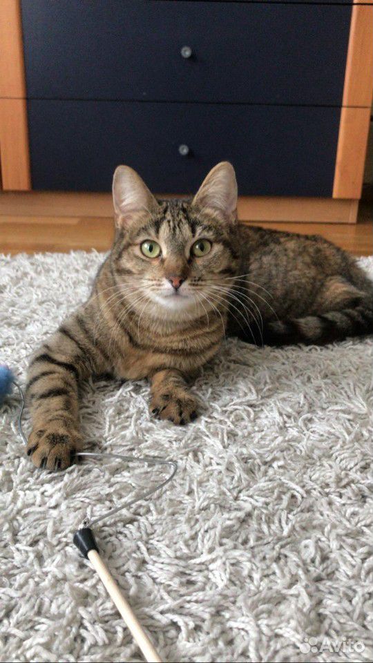 Котенок-подросток в добрые руки