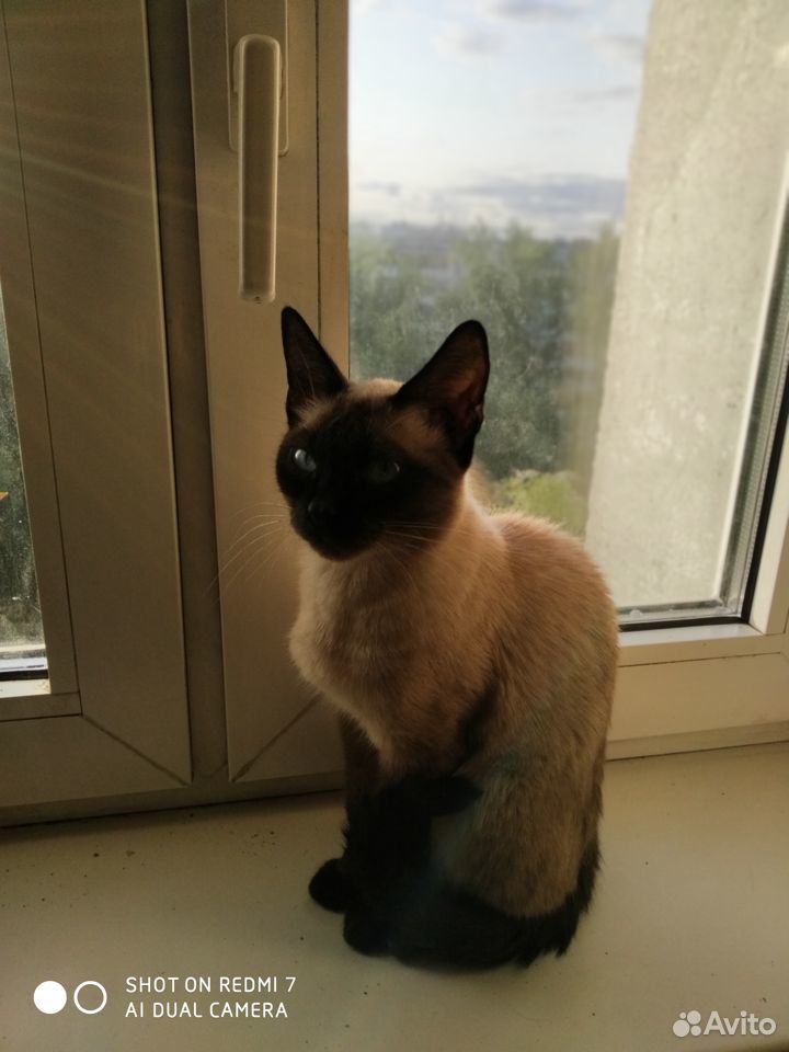 Нужен сиамский кот для кошки