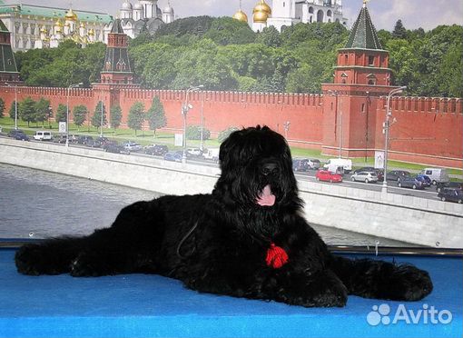 Кобели питомника для вязок, Русский черный терьер