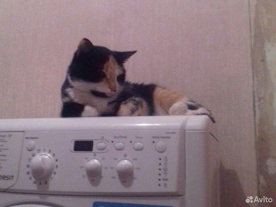 Кошка порода-тигра