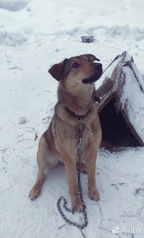 Машка стерилизована