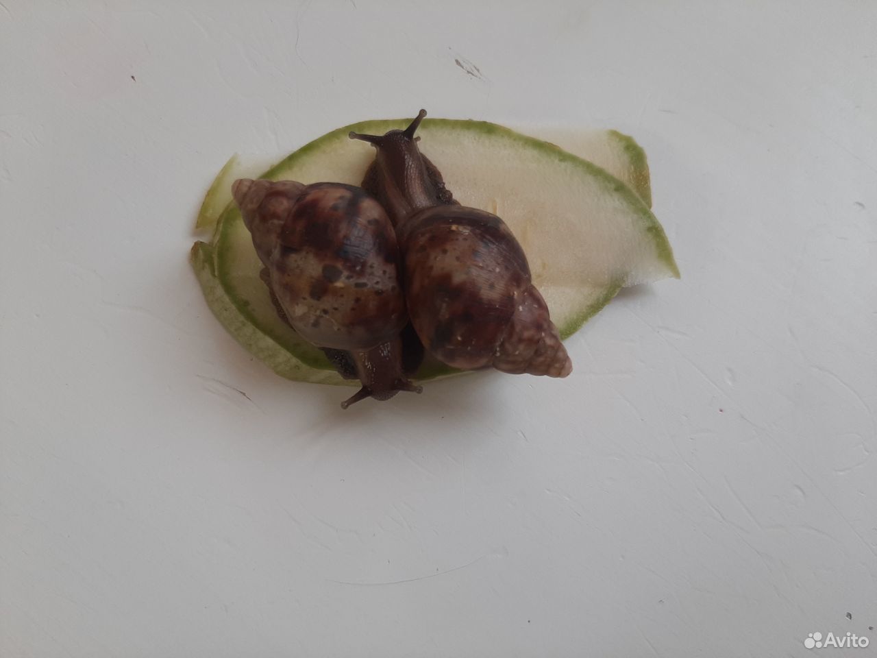 Улитки ахатины в добрые руки