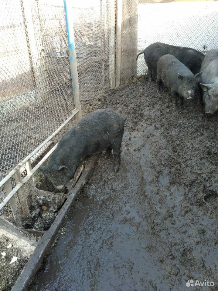 Кармалы свинки