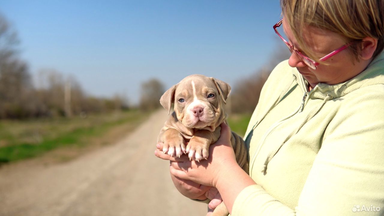 Американский Булли мальчик лиловый триколор 1.5мес