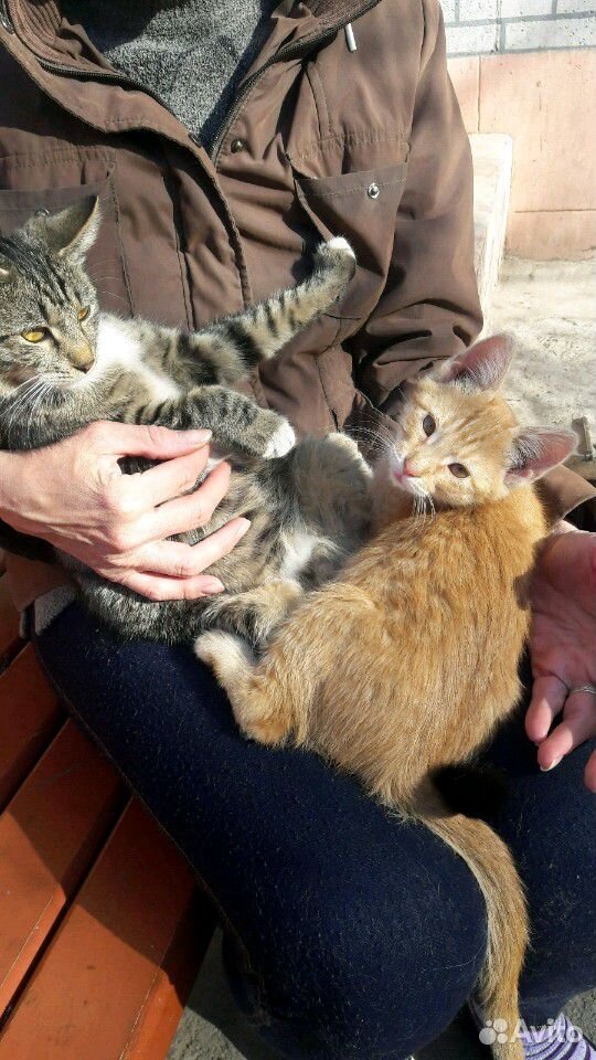 Котята в добрые ручки