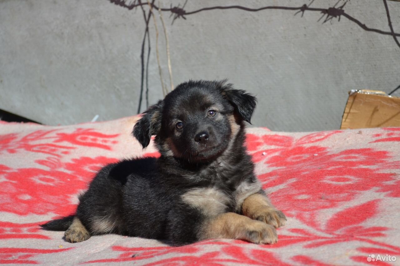 Ищет до щенок мелкой собачки Наоми