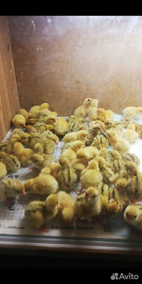 Перепелята