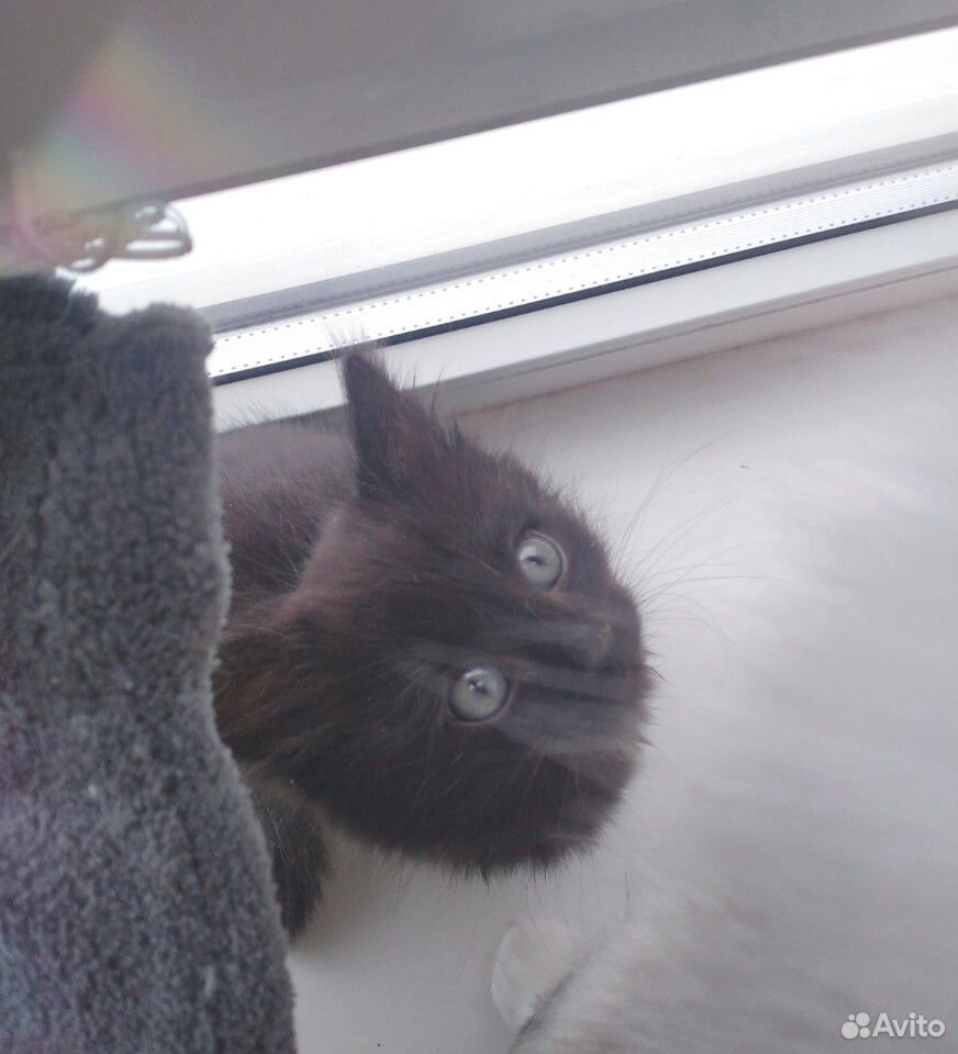 Котенок