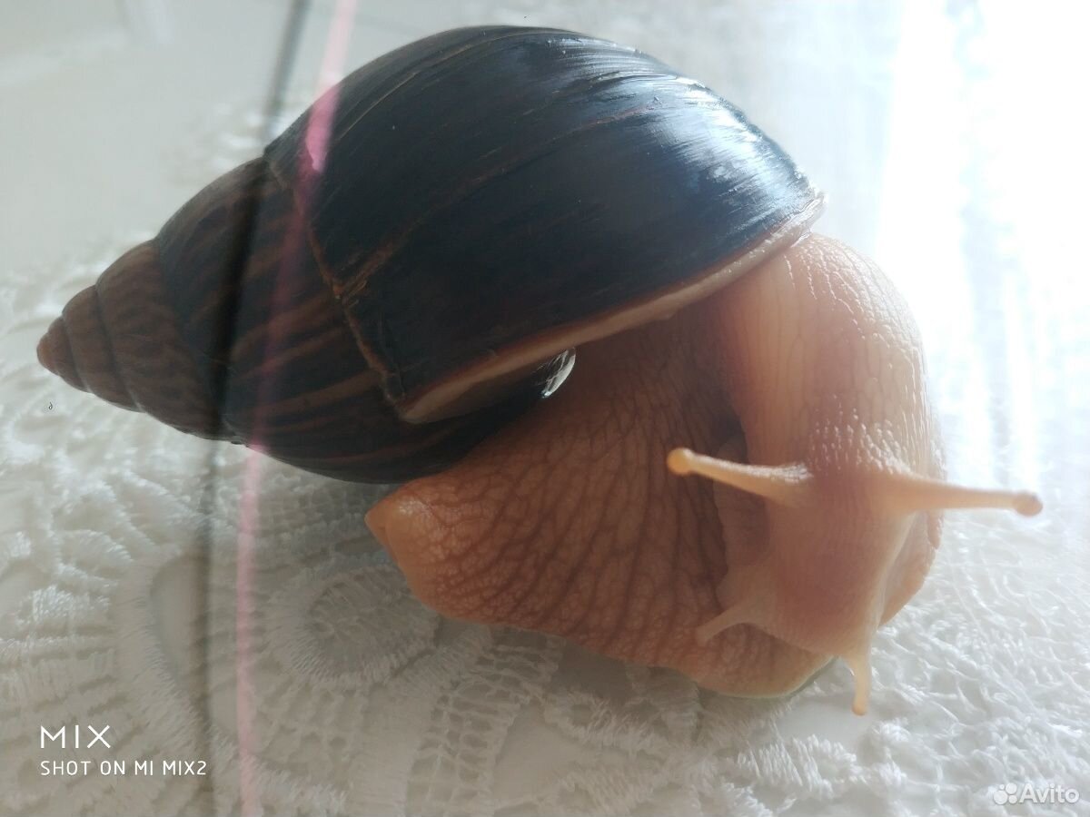 Улитка Ахотина