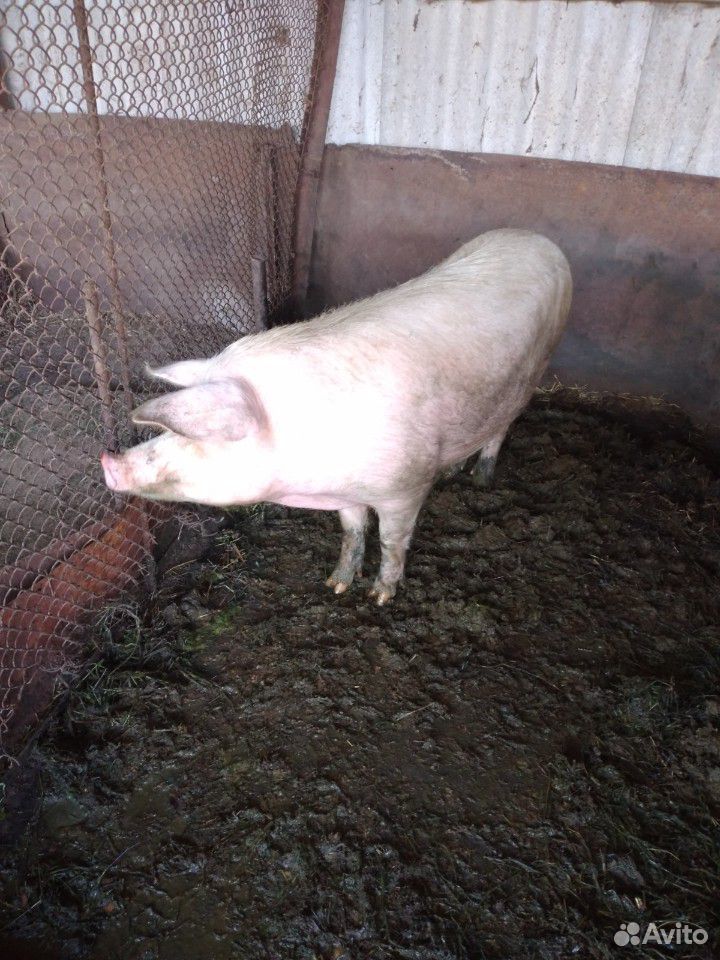 Продаются свиньи