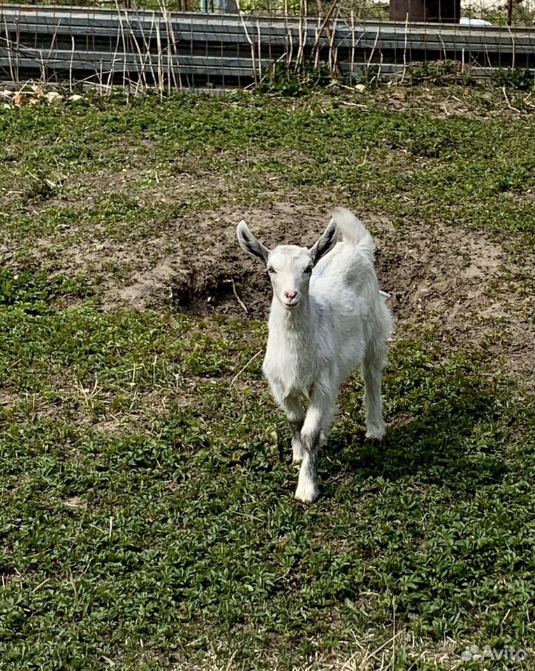 Молодая козочка