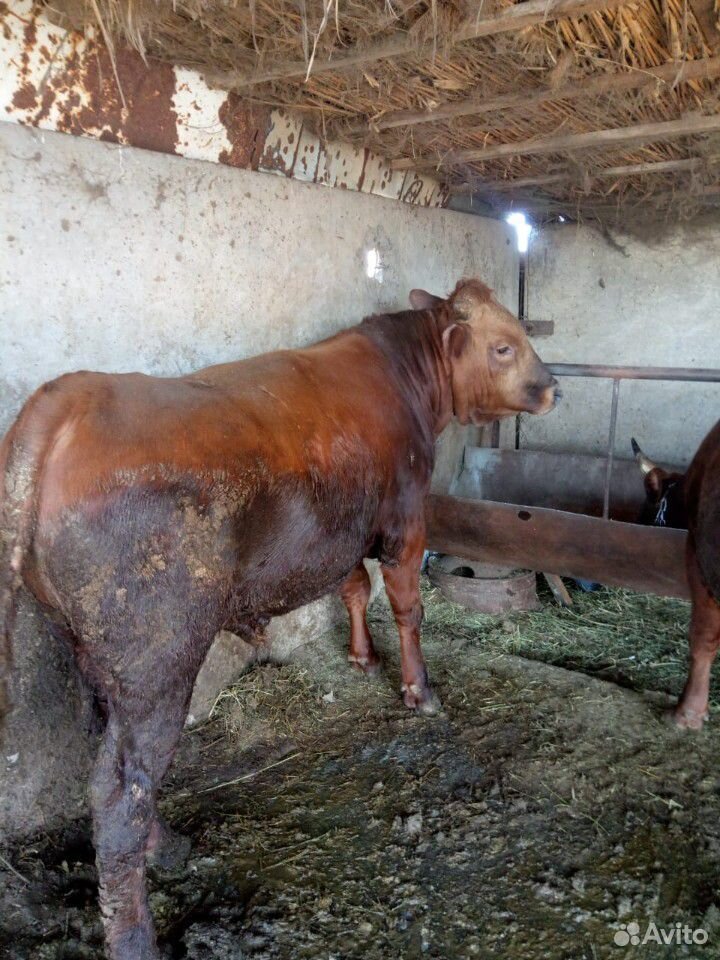 Крс. откормочные бычки И тёлки