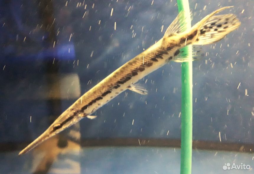 Африканские и Американские Щуки