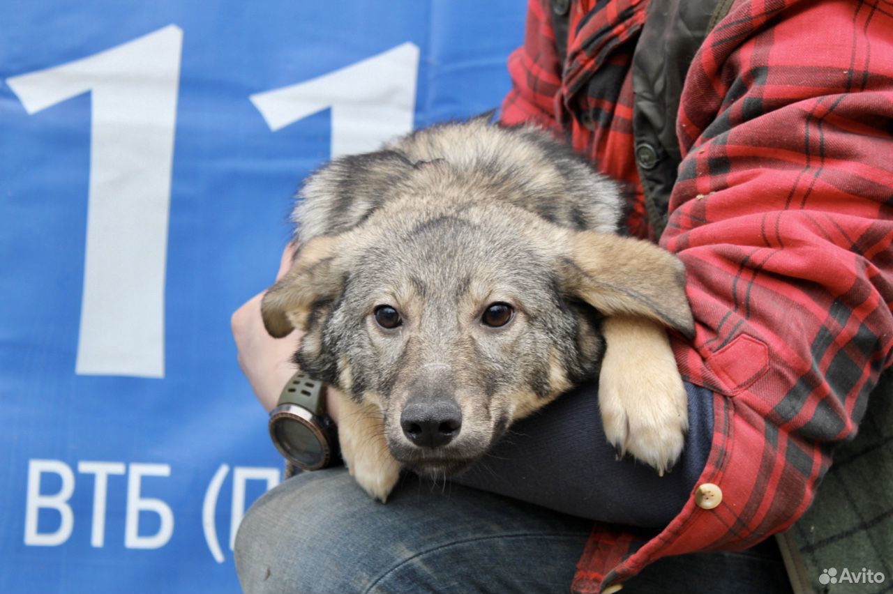 Щенок из приюта в добрые руки. Поночка