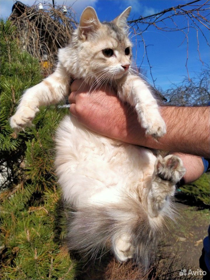 Чистокровный котик сибирский