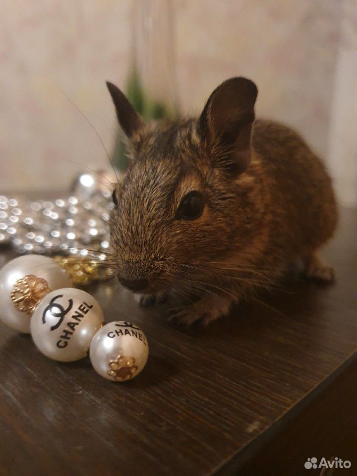 Чудесные белочки дегу ищут новый дом