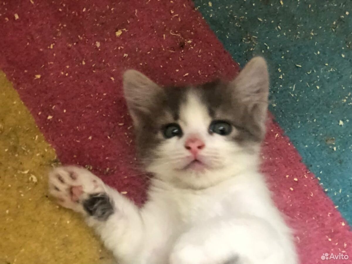 Котята ищут дом