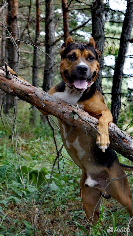 Щеночки амстафф